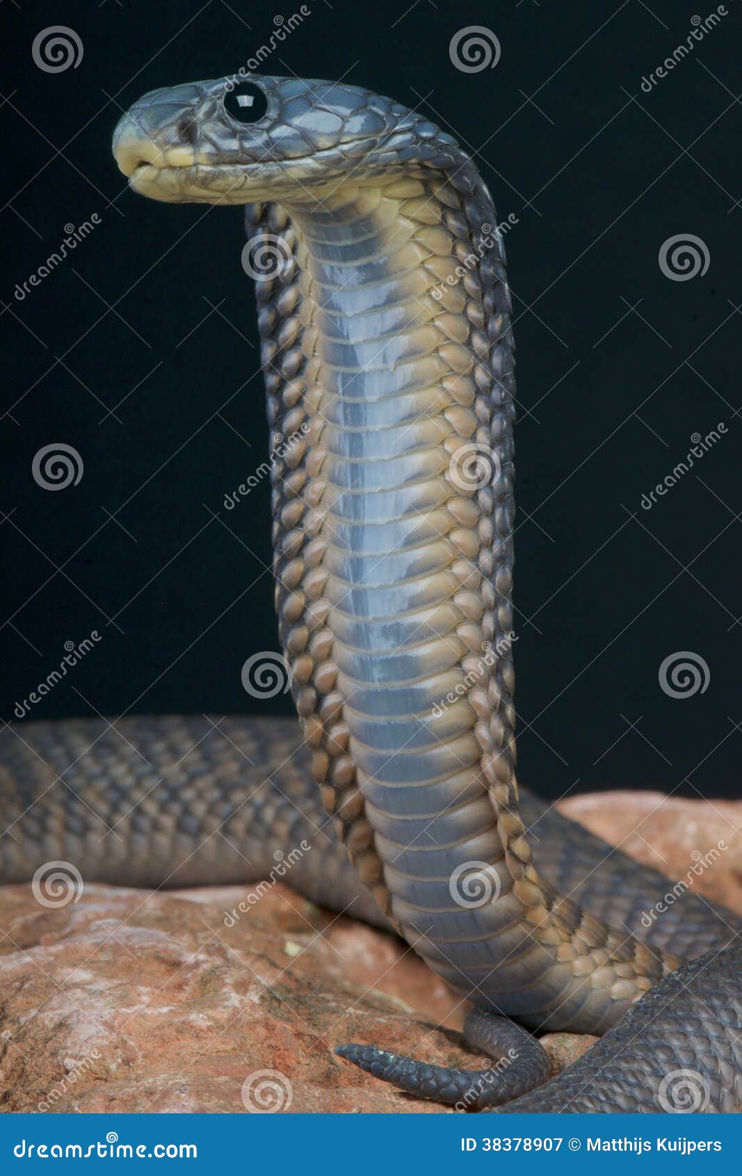 Arabian Cobra / Naja Arabica Stock Image - Image of desert, snake: 38378907