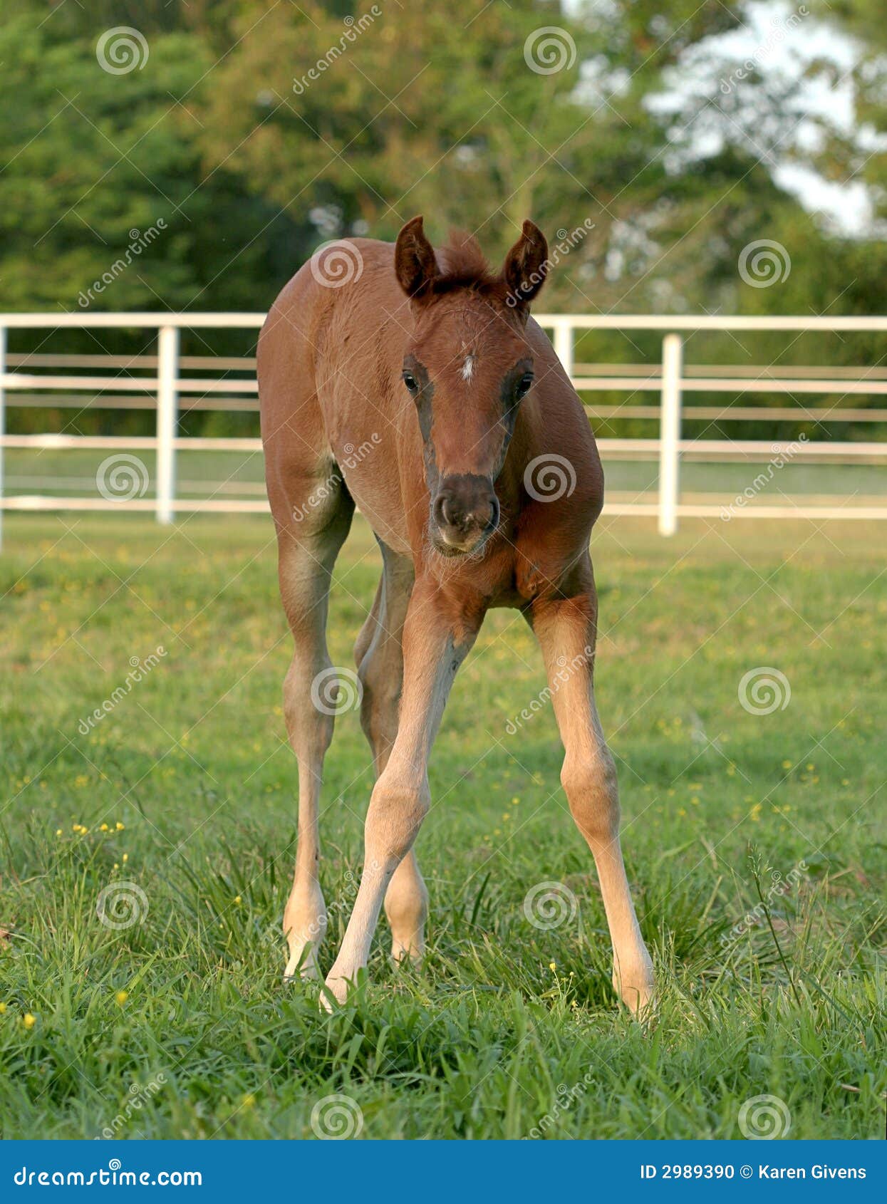 Arabian Colt stock photo. Image of arabain, stable, animal - 2989390