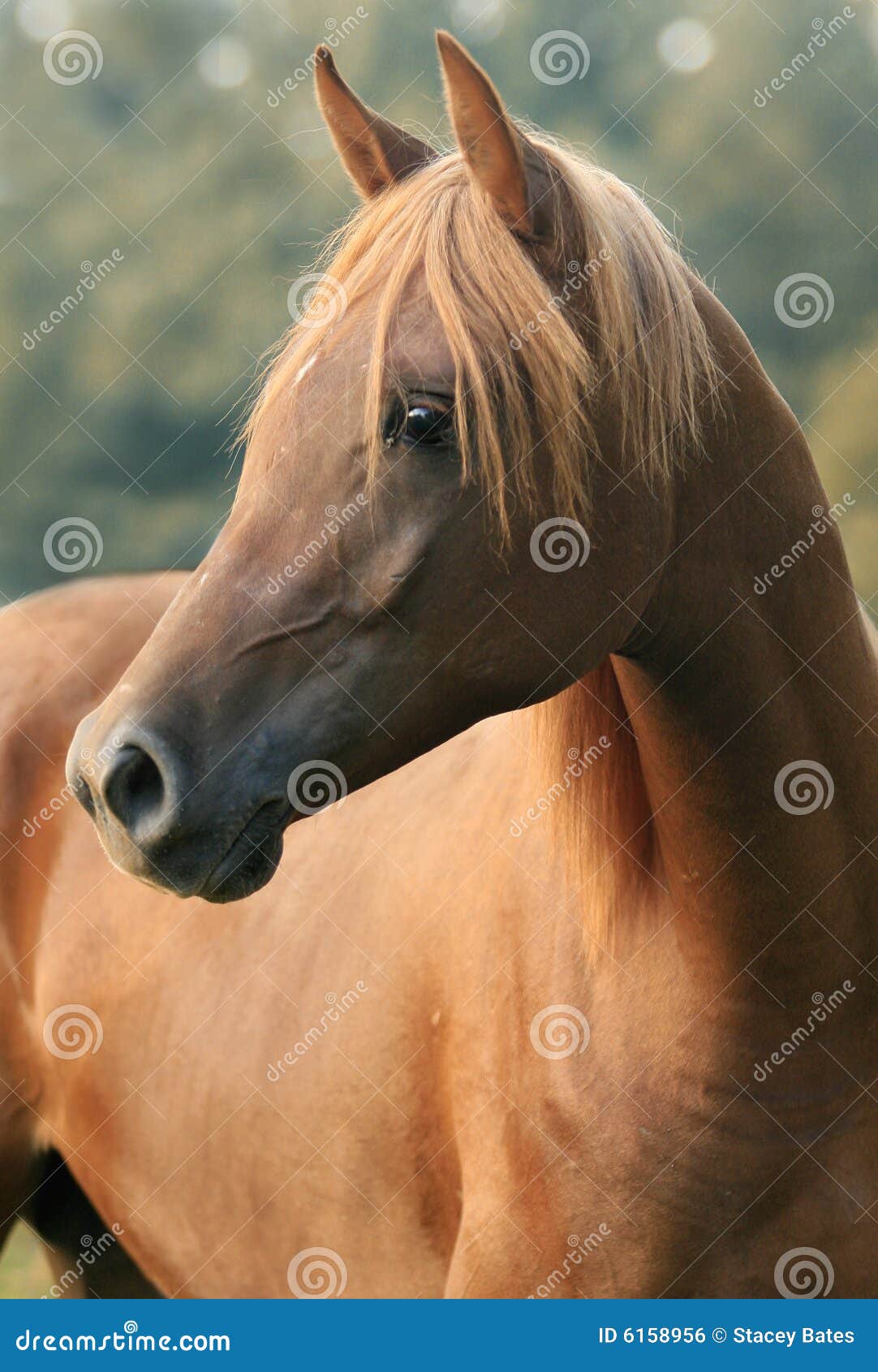 Arabian Colt stock photo. Image of brown, colt, horse - 6158956