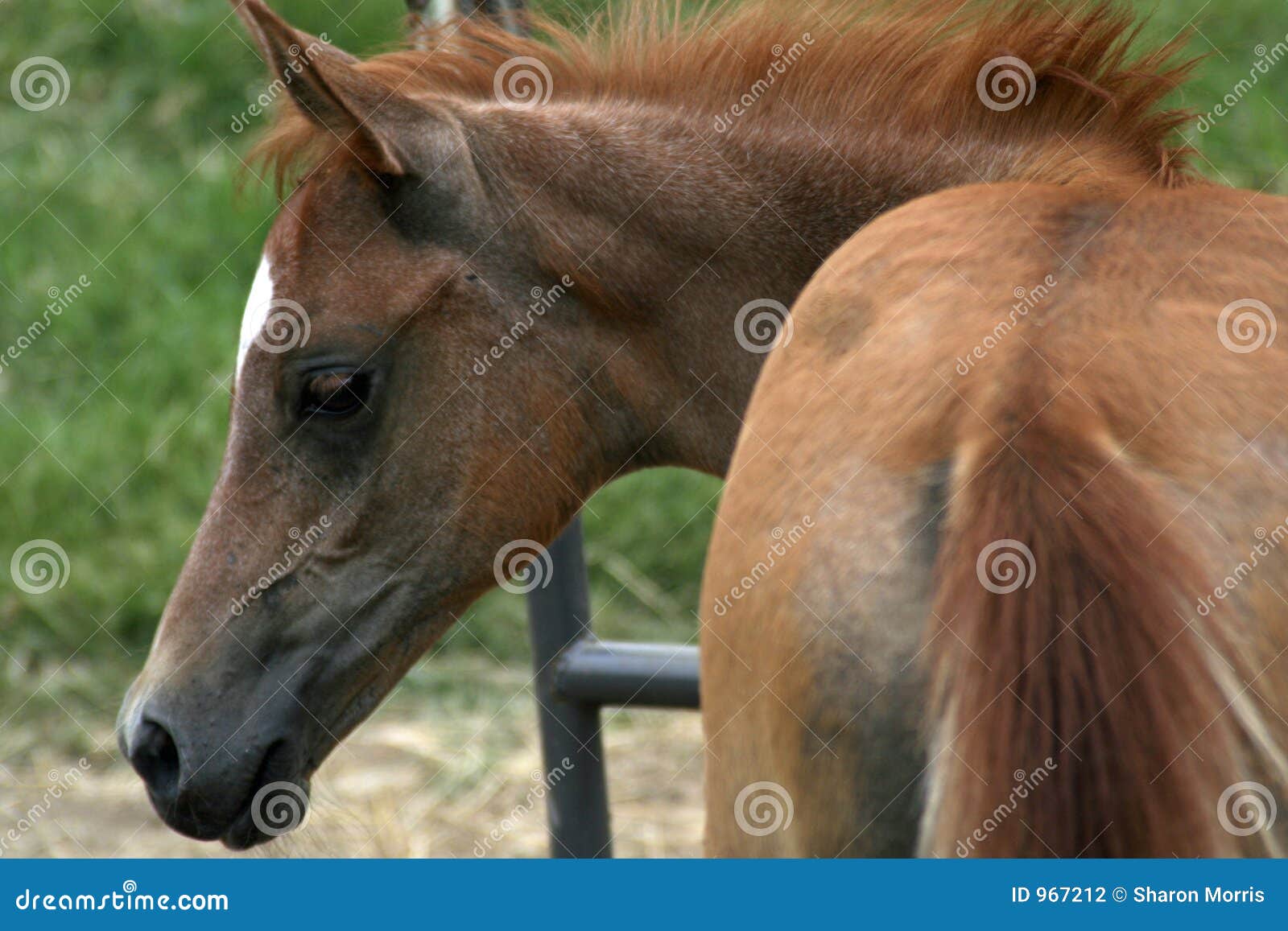 Arabian Colt stock photo. Image of shedding, farm, profile - 967212