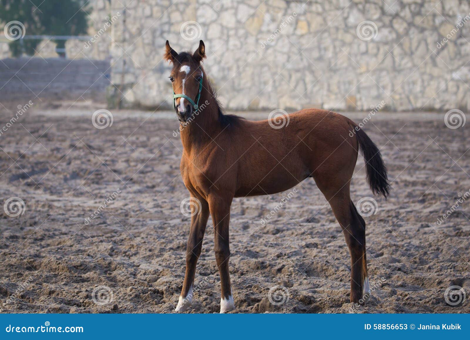 Arabian colt stock image. Image of arabian, colt, polish - 58856653