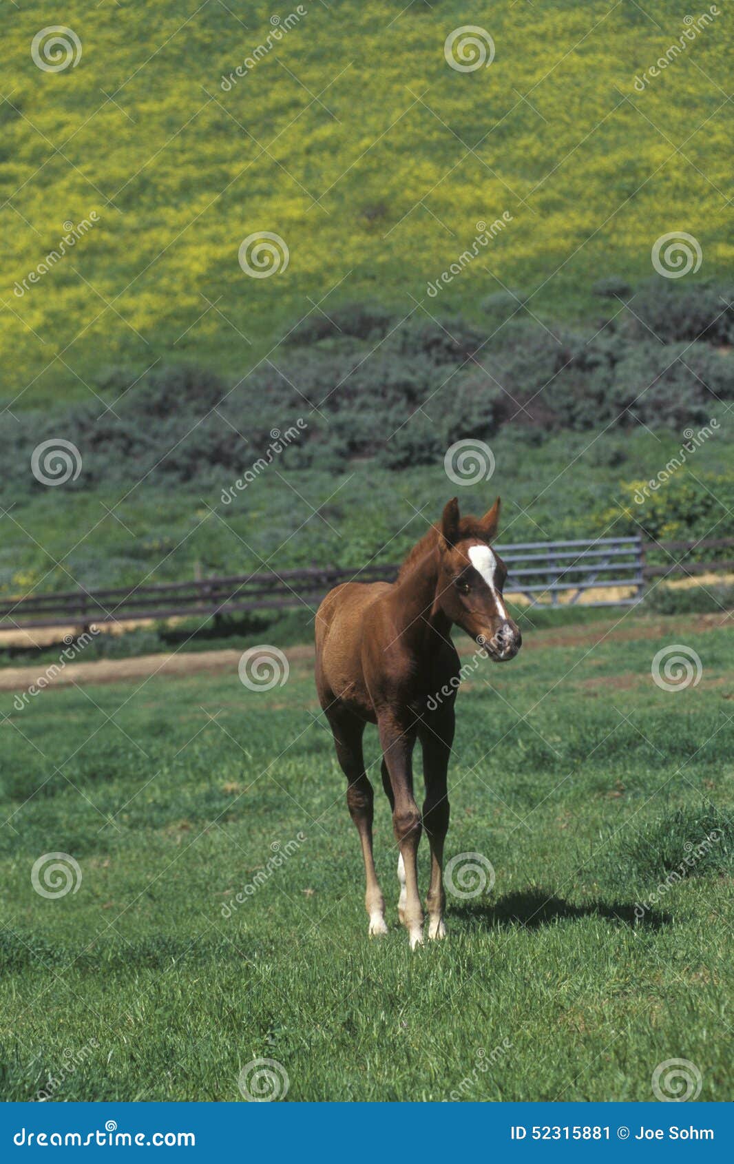 Arabian Colt Profile Stock Image | CartoonDealer.com #825565