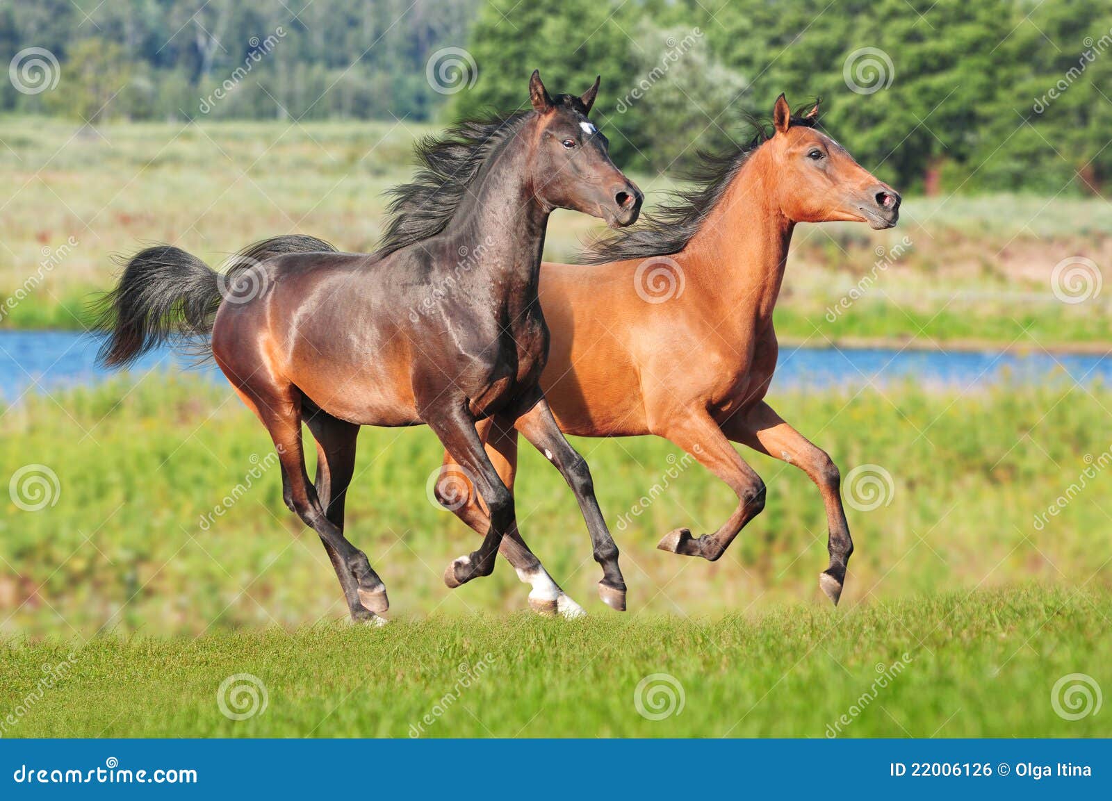 Arabian colts free stock photo. Image of grass, gallop - 22006126