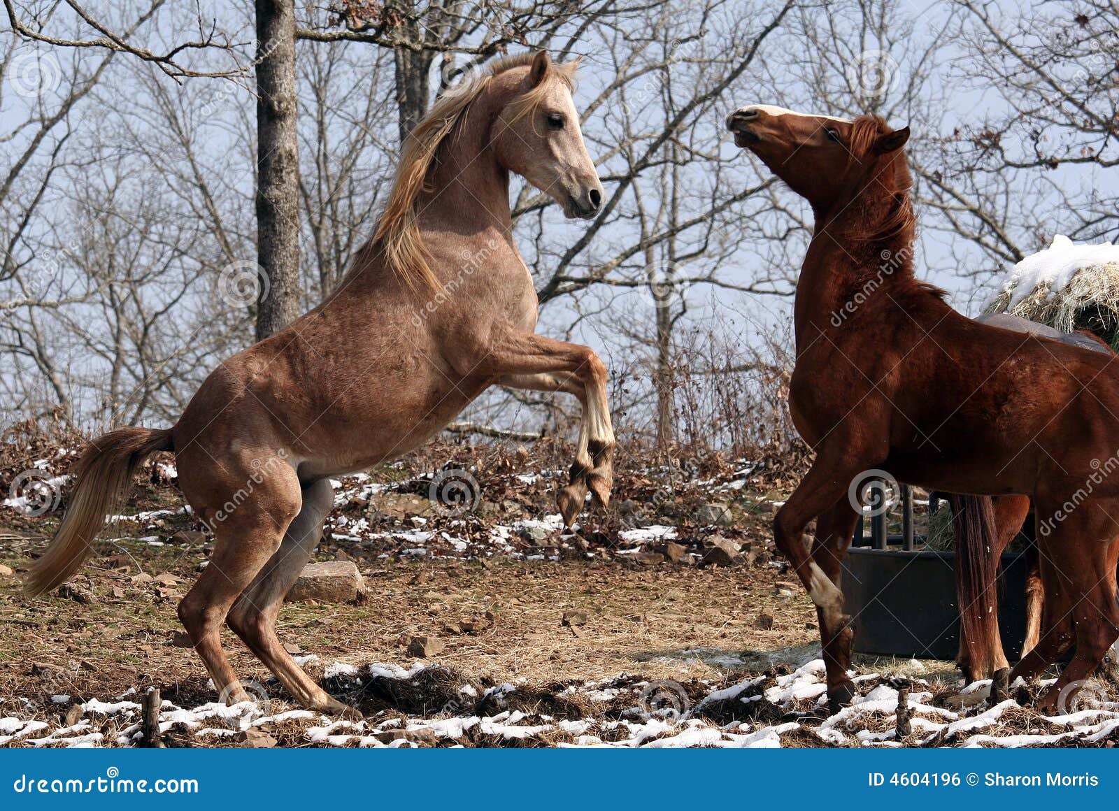 Arabian colts playing stock photo. Image of equine, interaction - 4604196