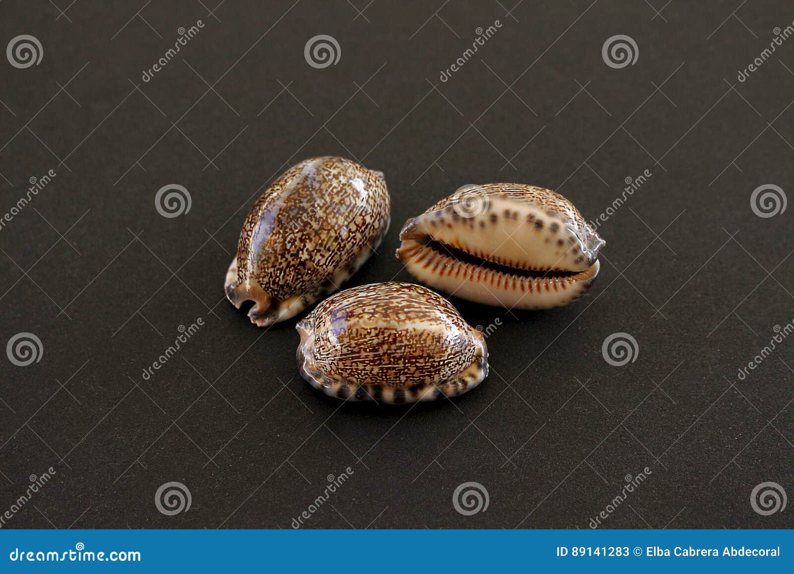 Arabic Cowrie Seashells - Cypraea Arabica Stock Image - Image of ...