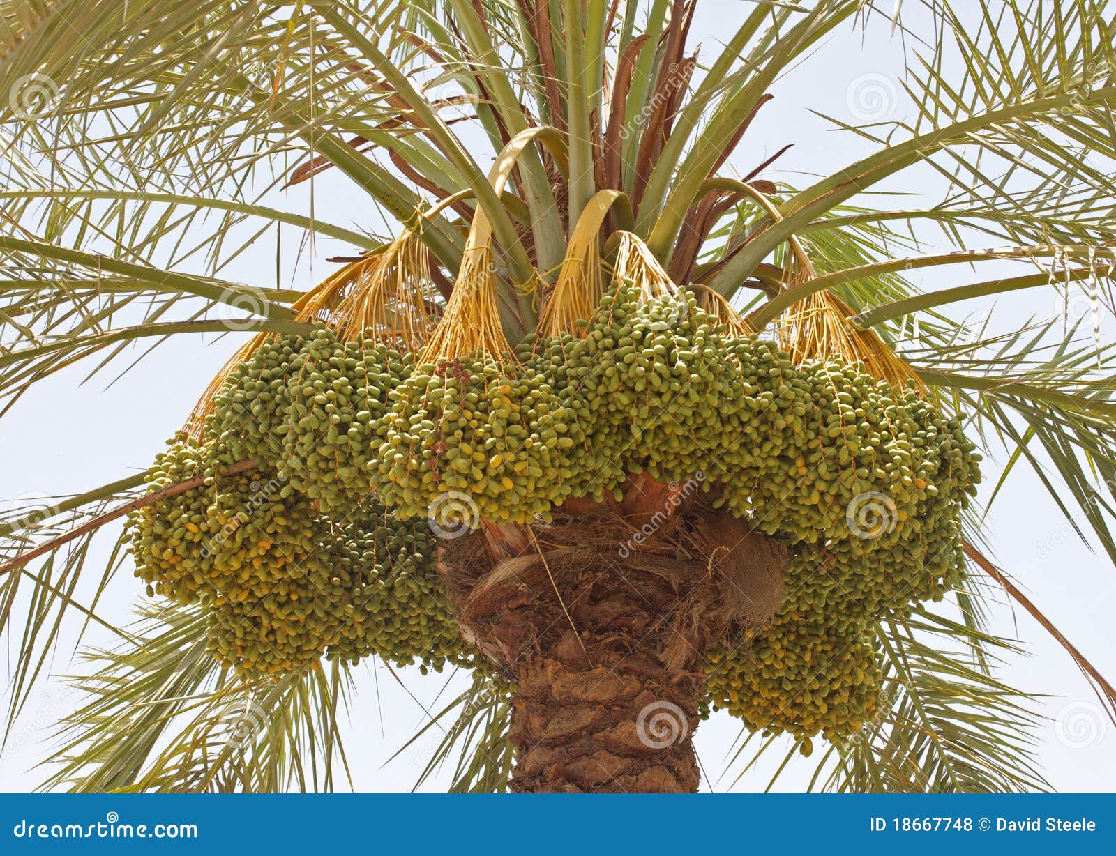 Arabian Dates stock photo. Image of farm, palm, green - 18667748
