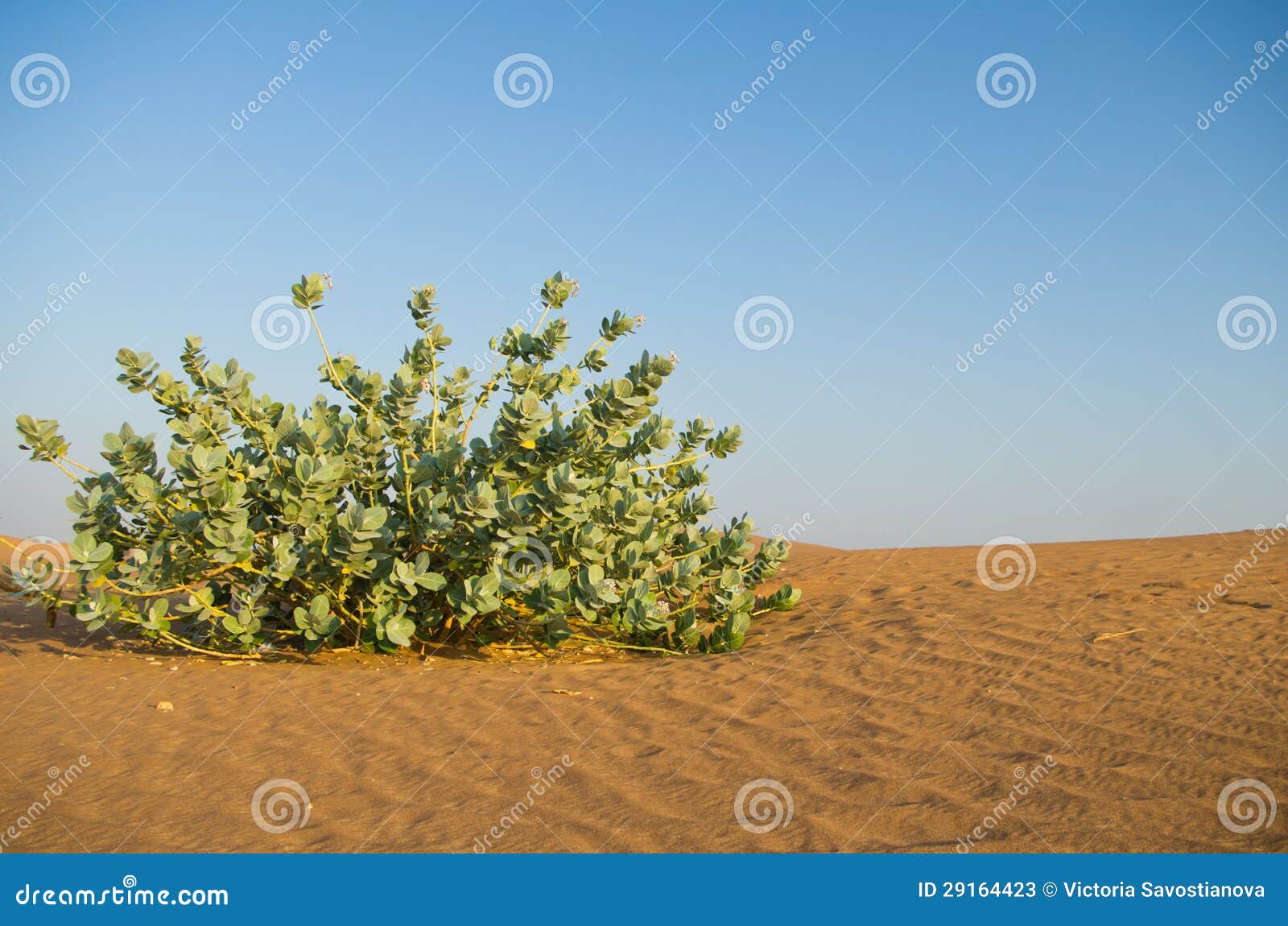 Arabian desert stock image. Image of high, blue, bush - 29164423