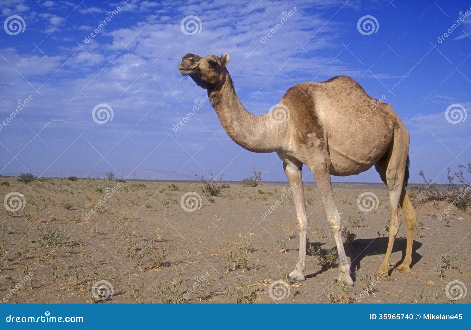 Arabian or Dromedary Camel, Camelus Dromedarius Stock Photo - Image of ...