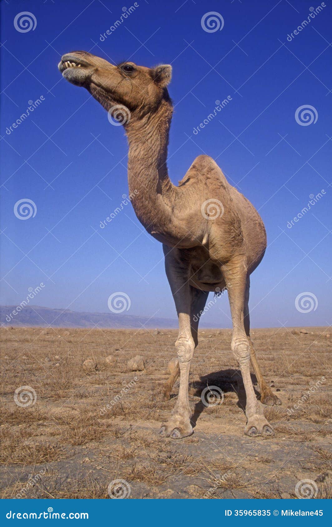 Arabian or Dromedary Camel, Camelus Dromedarius Stock Image - Image of ...