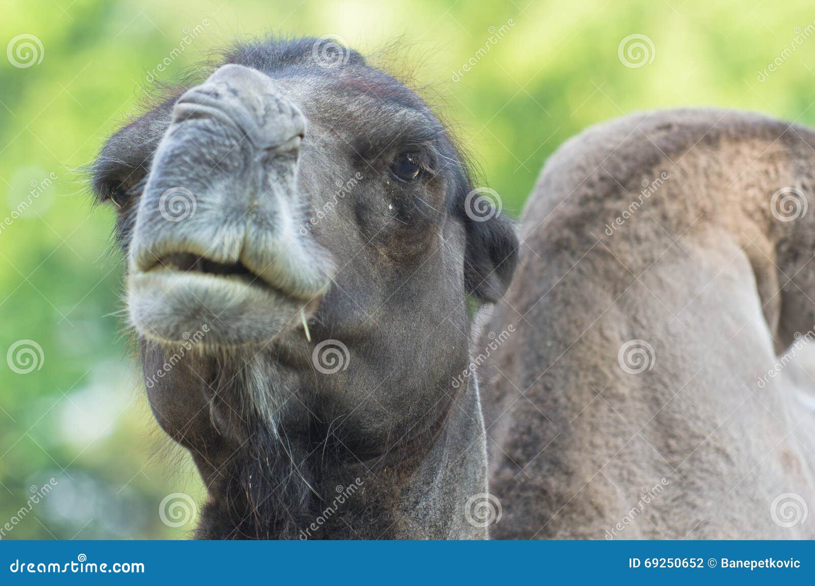 Arabian Dromedary Camel Resting in a Shade Stock Photo - Image of ...