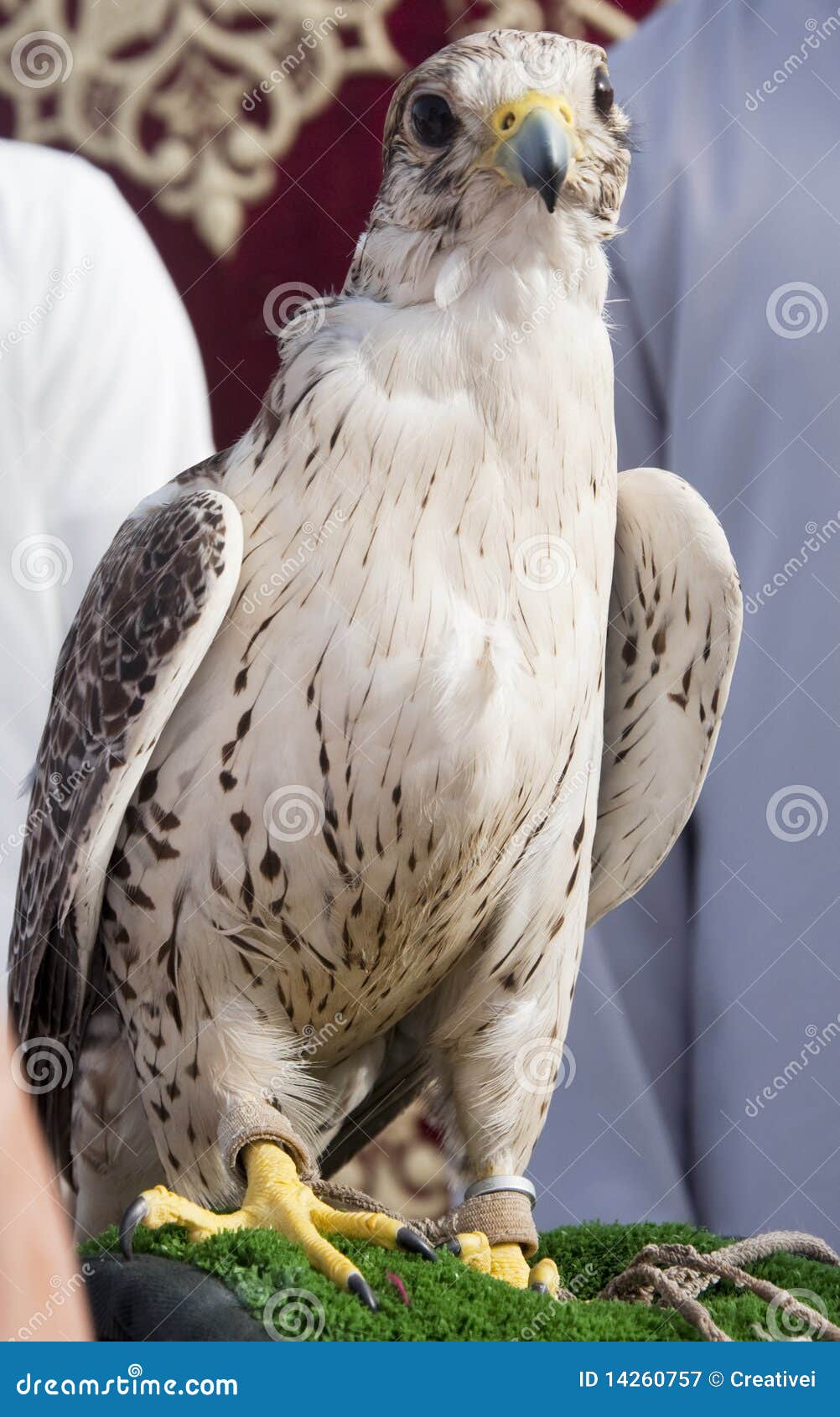 Arabian Falcon At Bedouin Sunset Royalty-Free Stock Image ...