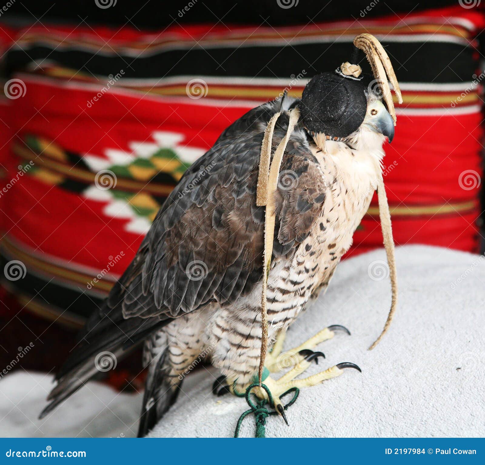 Arabian falcon stock photo. Image of hunting, feathers - 2197984
