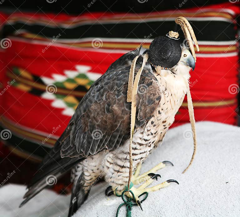 Arabian falcon stock photo. Image of hunting, feathers - 2197984
