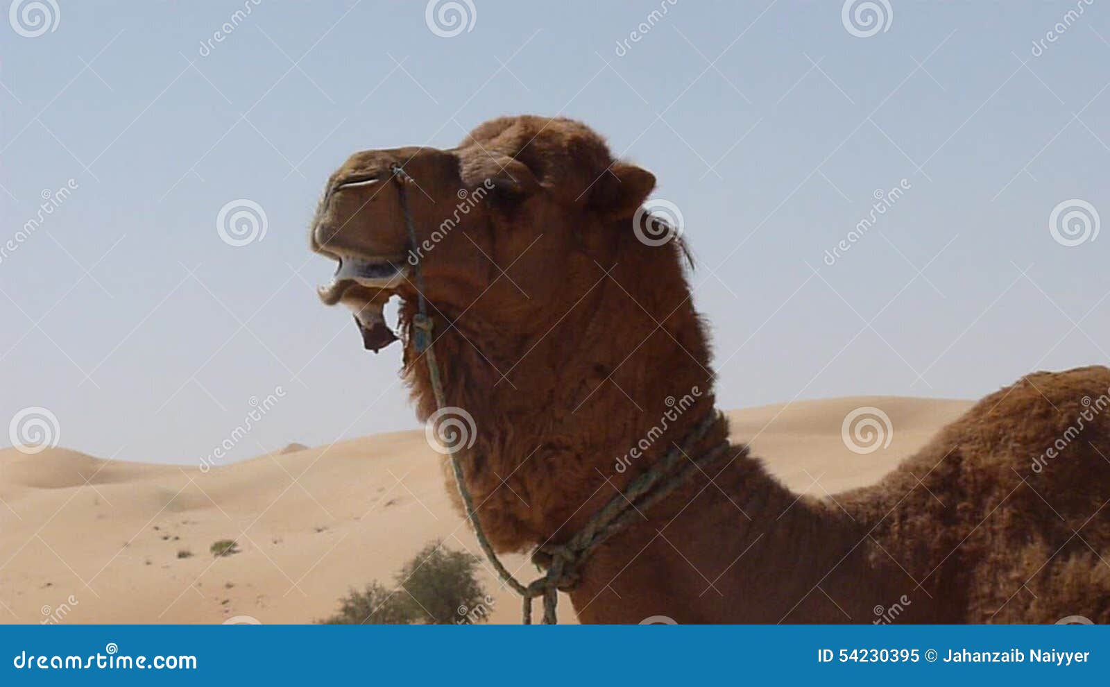 Breeding Camel Stock Footage & Videos - 29 Stock Videos