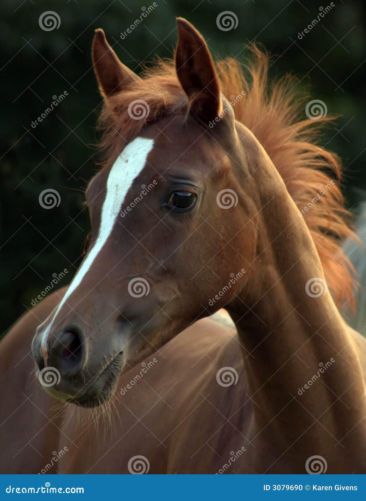 Arabian Filly stock photo. Image of ranch, mare, animal - 3079690