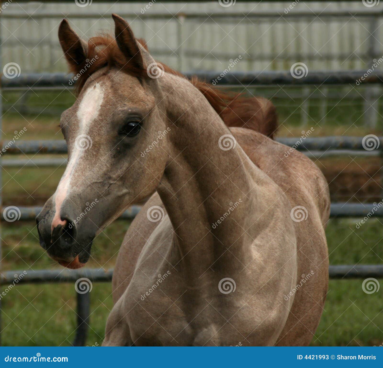 Arabian Filly stock image. Image of foal, colt, young - 4421993