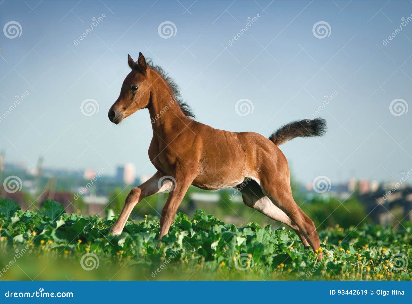 Arabian Foal Running in the Field Stock Image - Image of little, blue ...