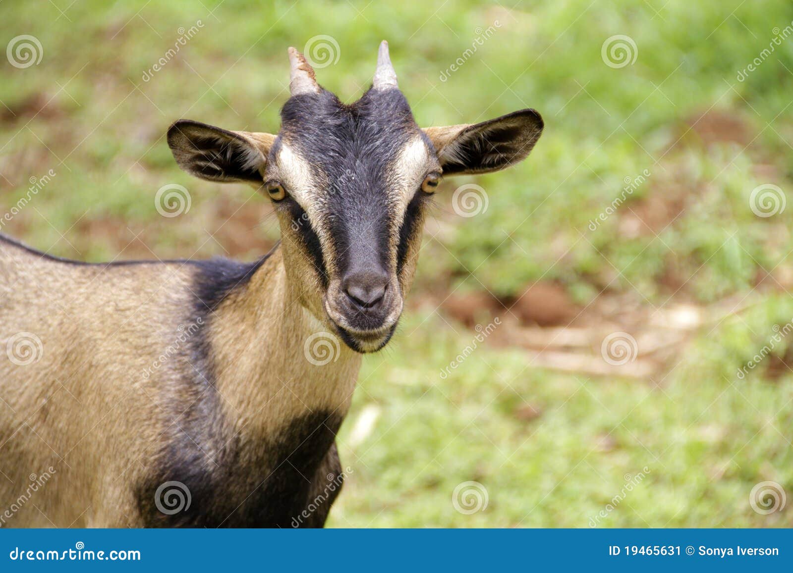 Arabian goat stock image. Image of kenya, agriculture - 19465631