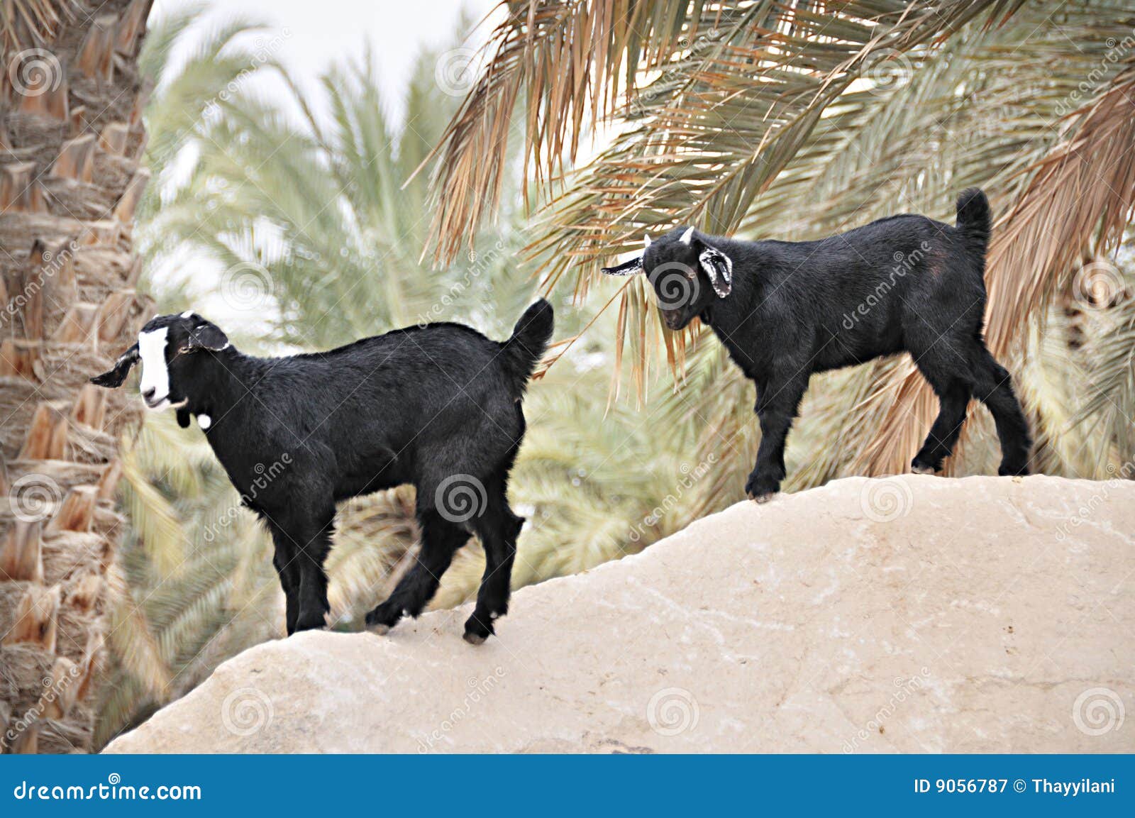 Arabian Goats Near by Palm Tree Stock Image - Image of asian, earth ...