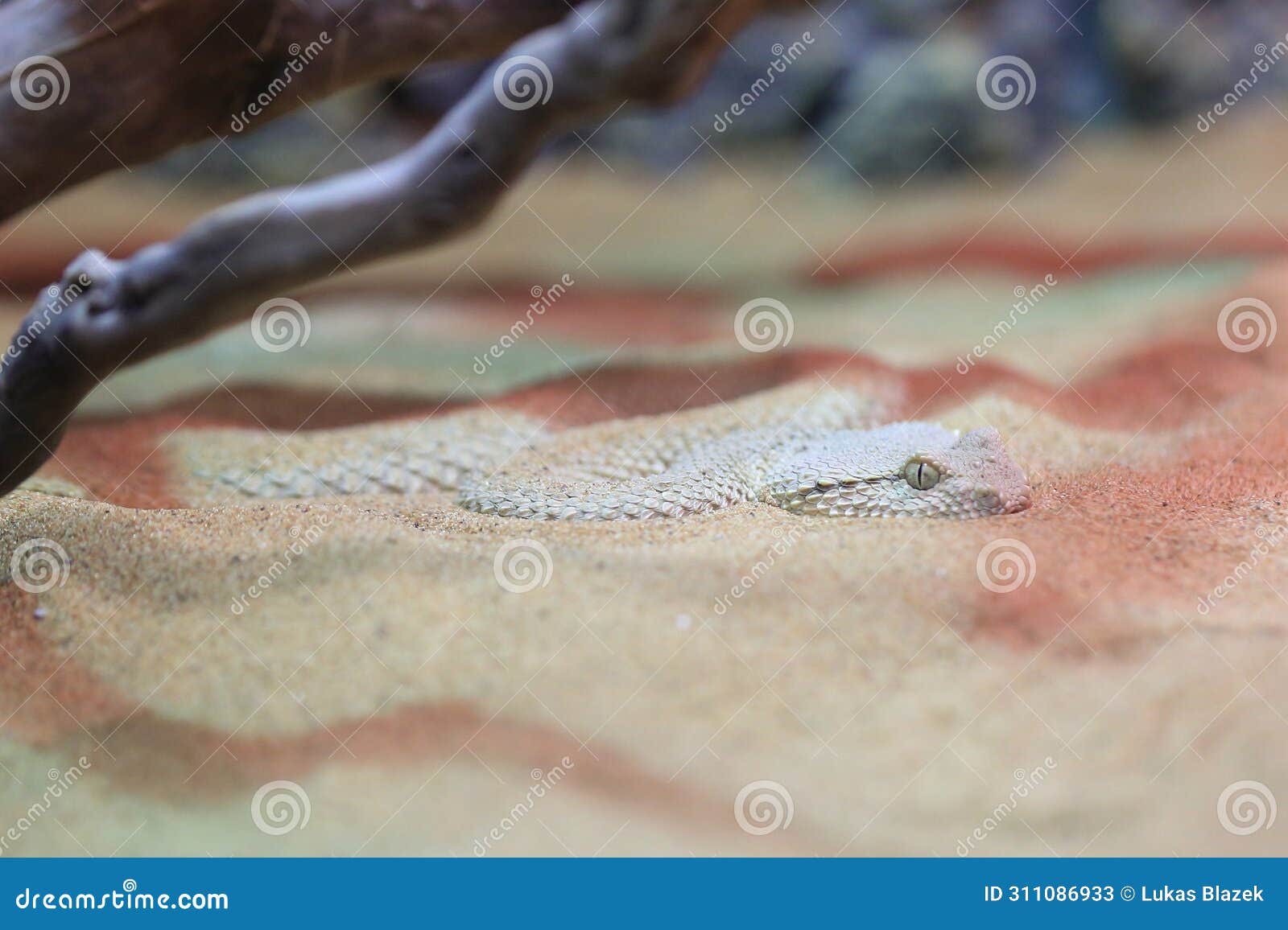 Arabian horned viper stock image. Image of animal, horned - 311086933