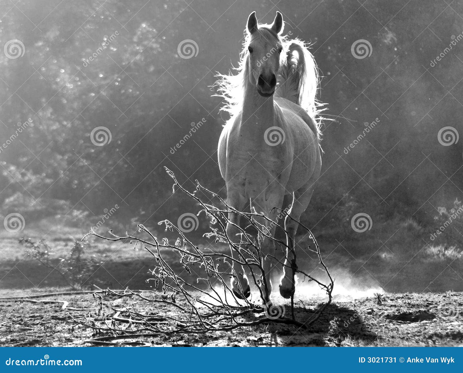 Arabian horse stock image. Image of araber, frontview - 3021731