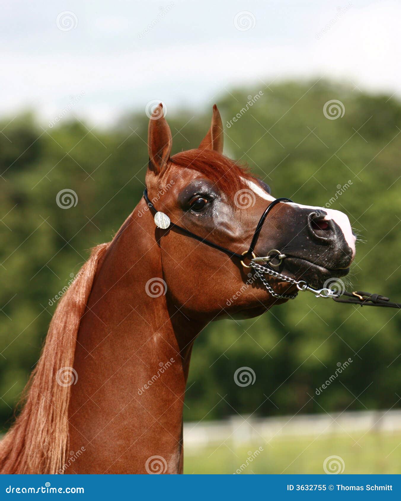 Arabian horse stock image. Image of arabian, colt, farm - 3632755