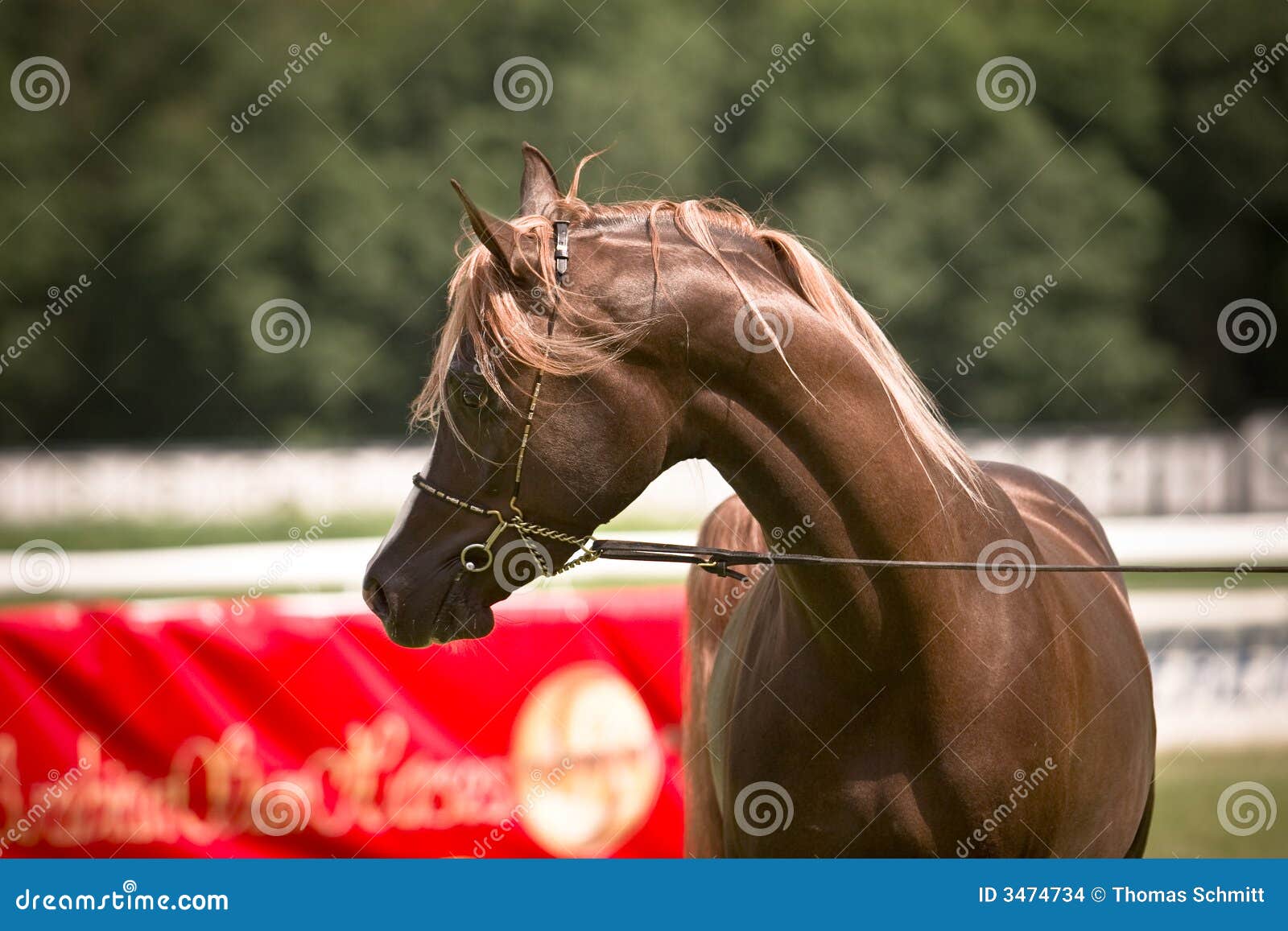Arabian horse in bridle stock photo. Image of mare, filly - 3474734