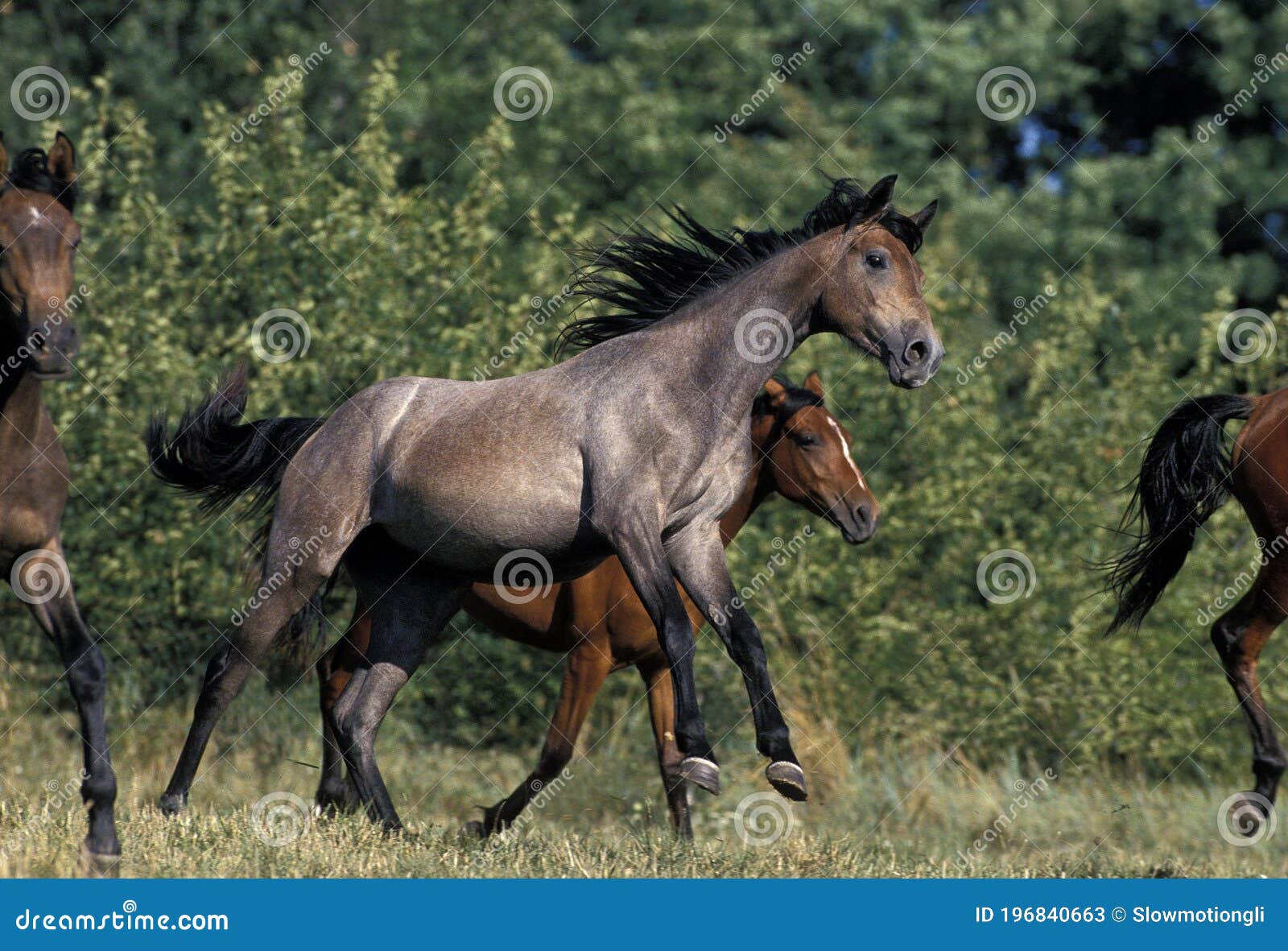 Arabian Horse, Herd Galloping Stock Image - Image of ungulate, outdoor ...