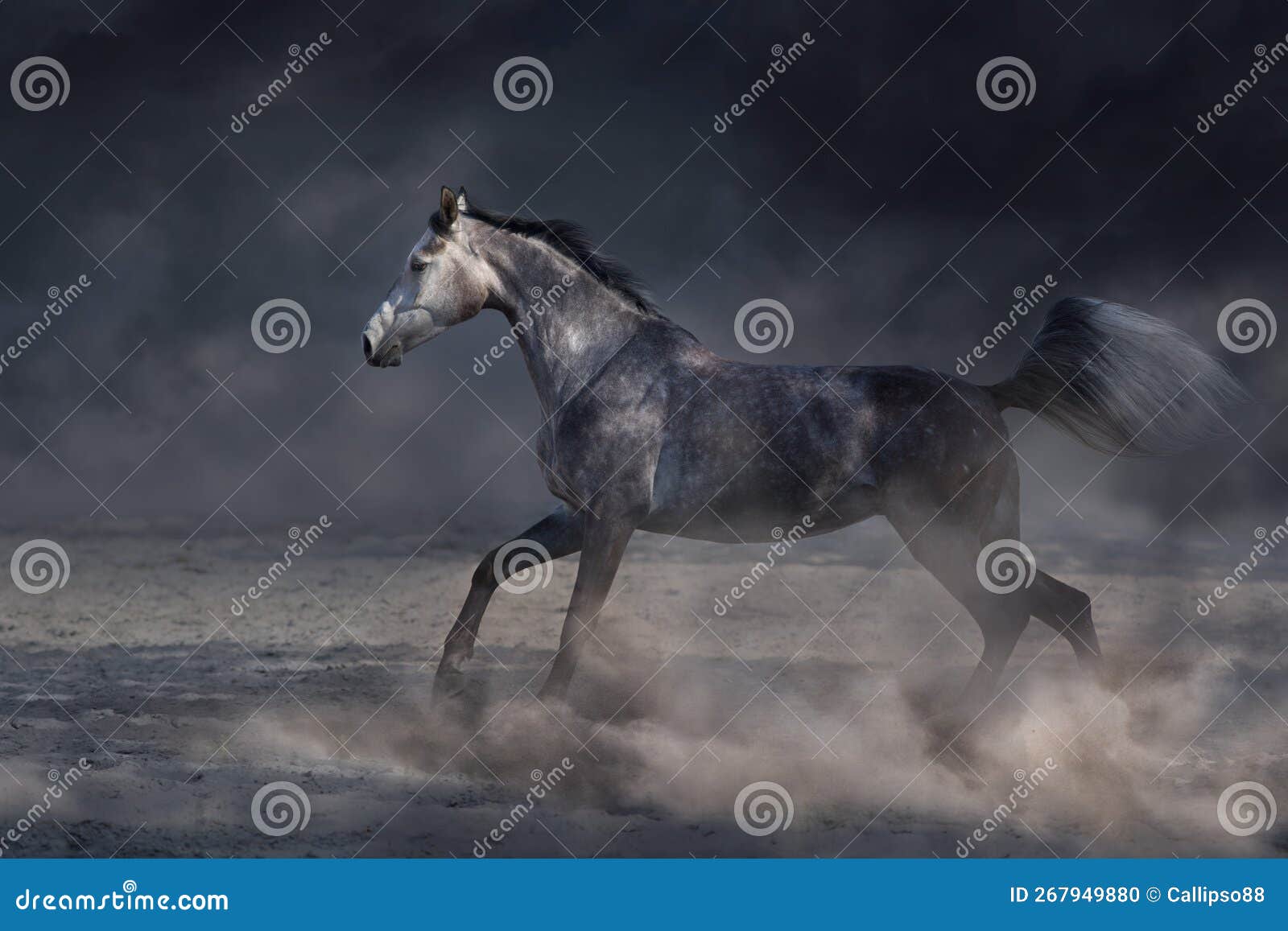 Arabian Horse in motion stock photo. Image of grey, freedom - 267949880
