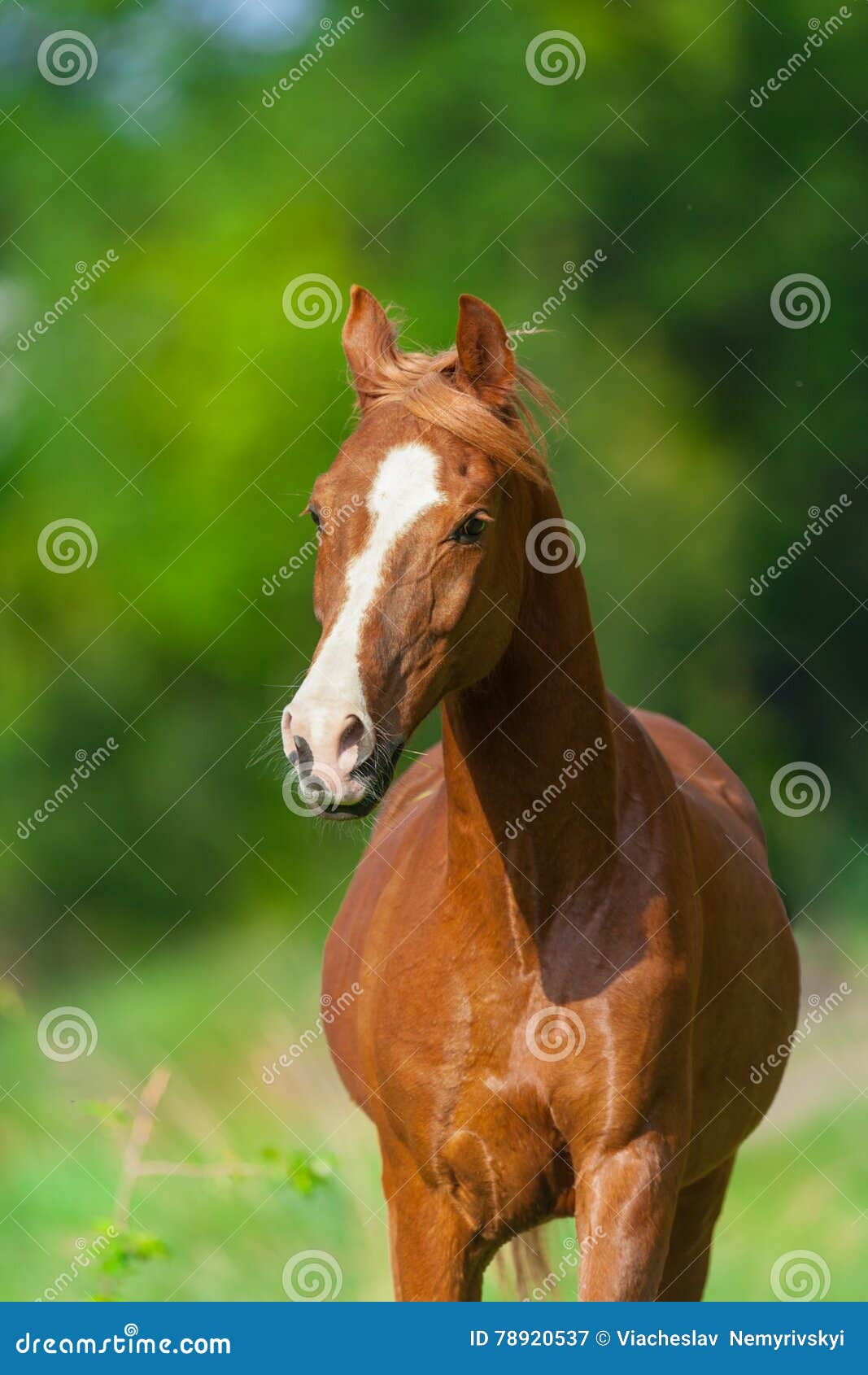 Arabian horse portrait stock image. Image of grass, outdoors - 78920537