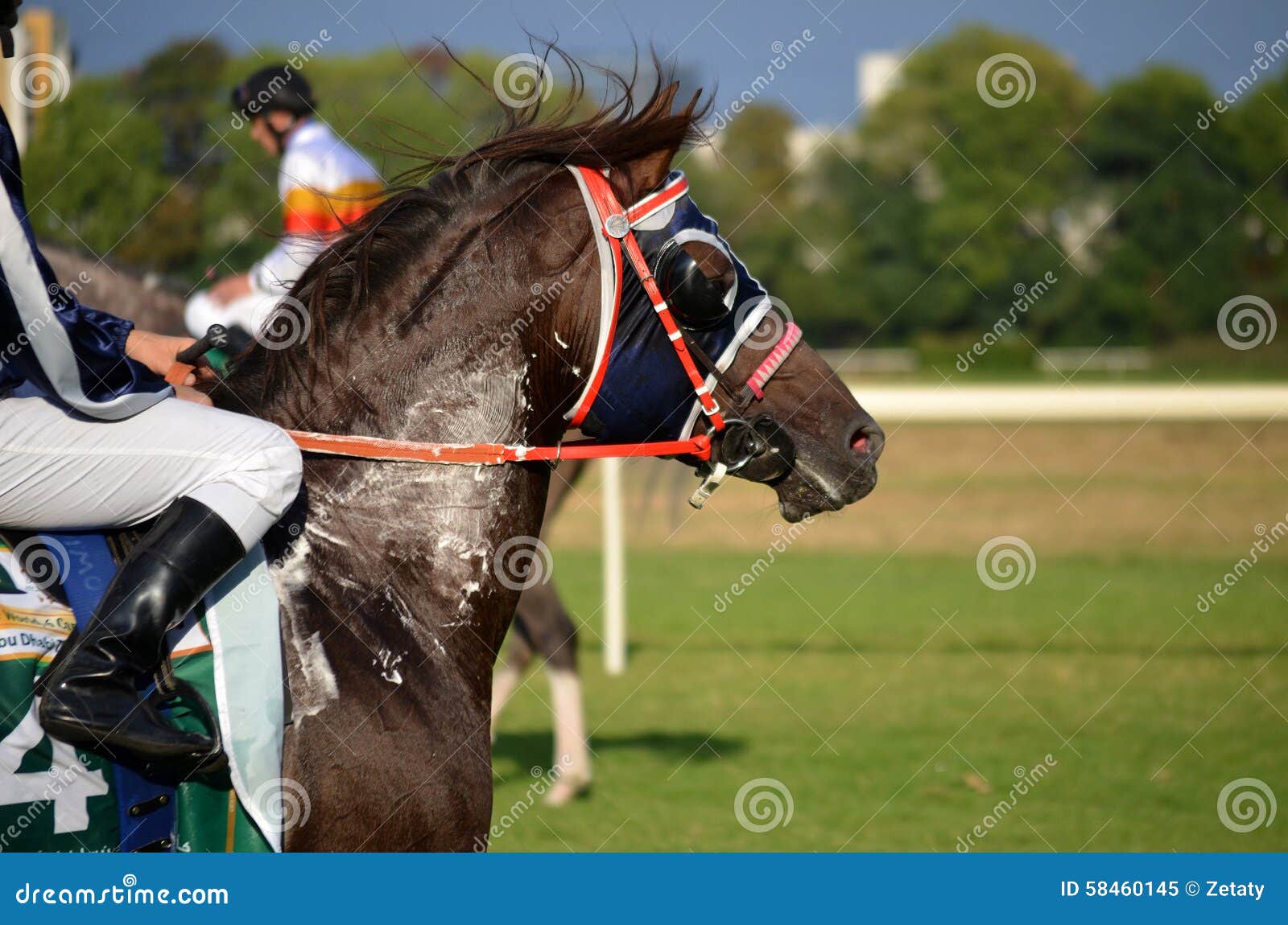 Arabian horse racing editorial image. Image of editorial - 58460145