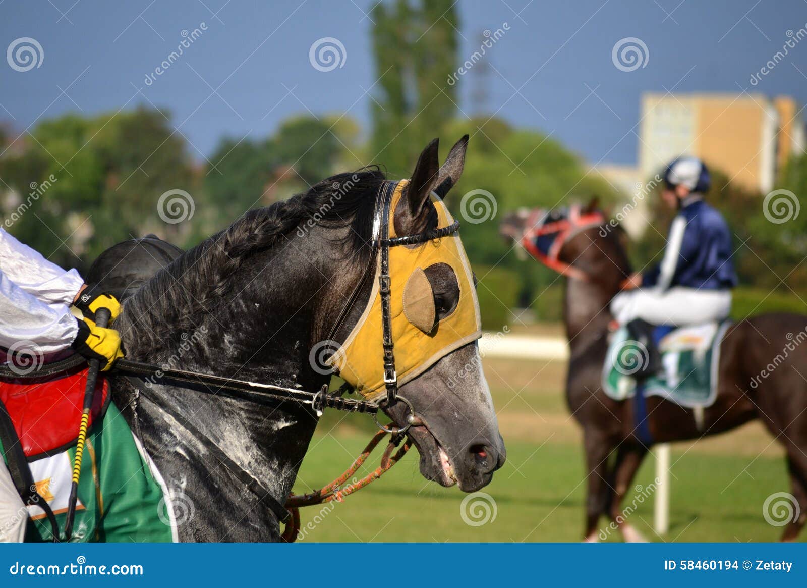 Arabian horse racing editorial stock image. Image of competing - 58460194