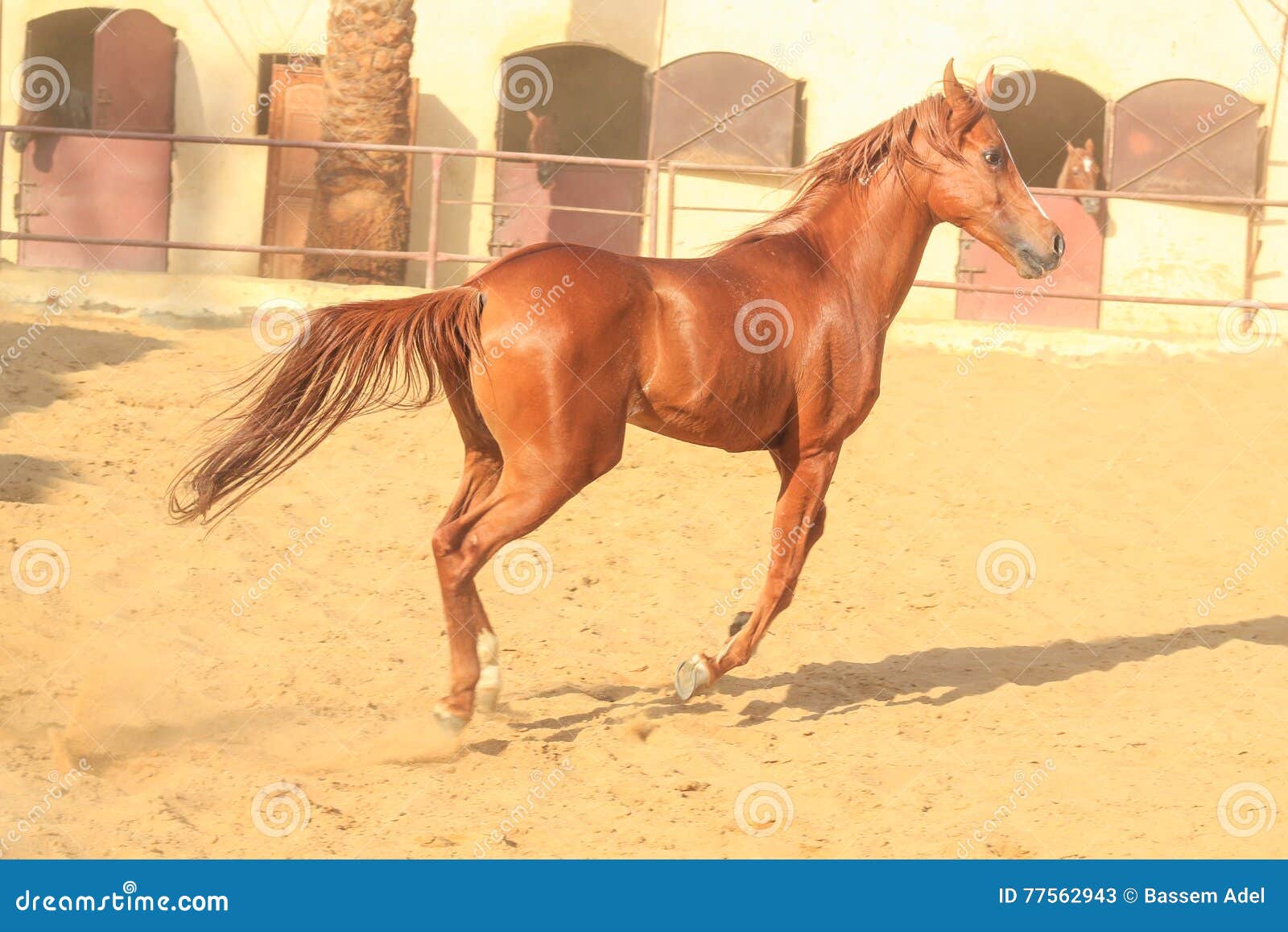 Arabian Horse in a Sandy Ranch Stock Image - Image of paddock, egyptian ...