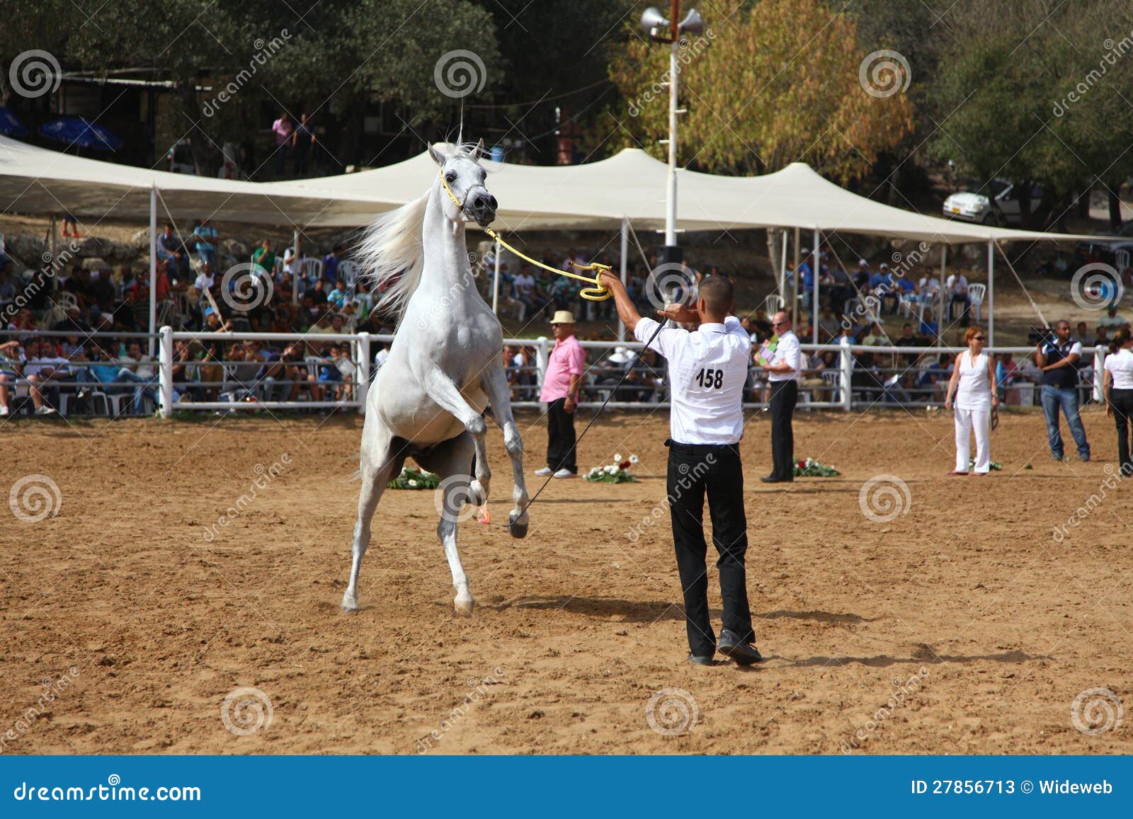 Arabian Horse Show and Championship Editorial Stock Photo - Image of ...