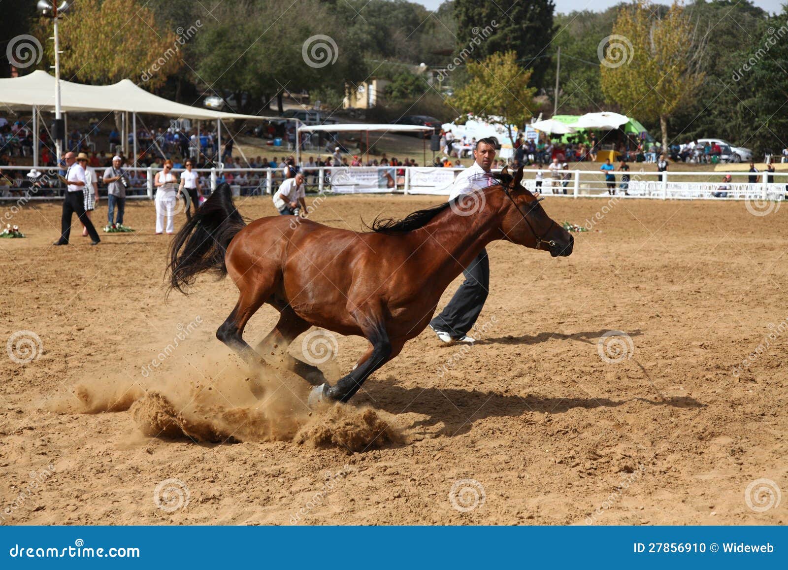 Arabian Horse Show and Championship Editorial Image - Image of horse ...