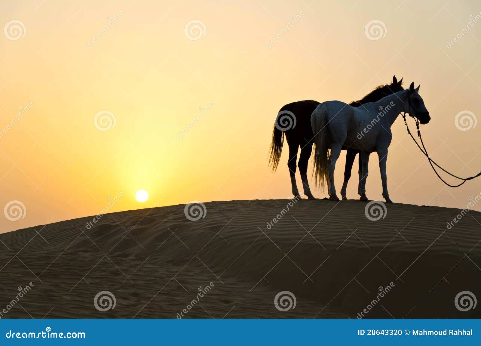 Arabian Horses stock photo. Image of runner, strong, freedom - 20643320