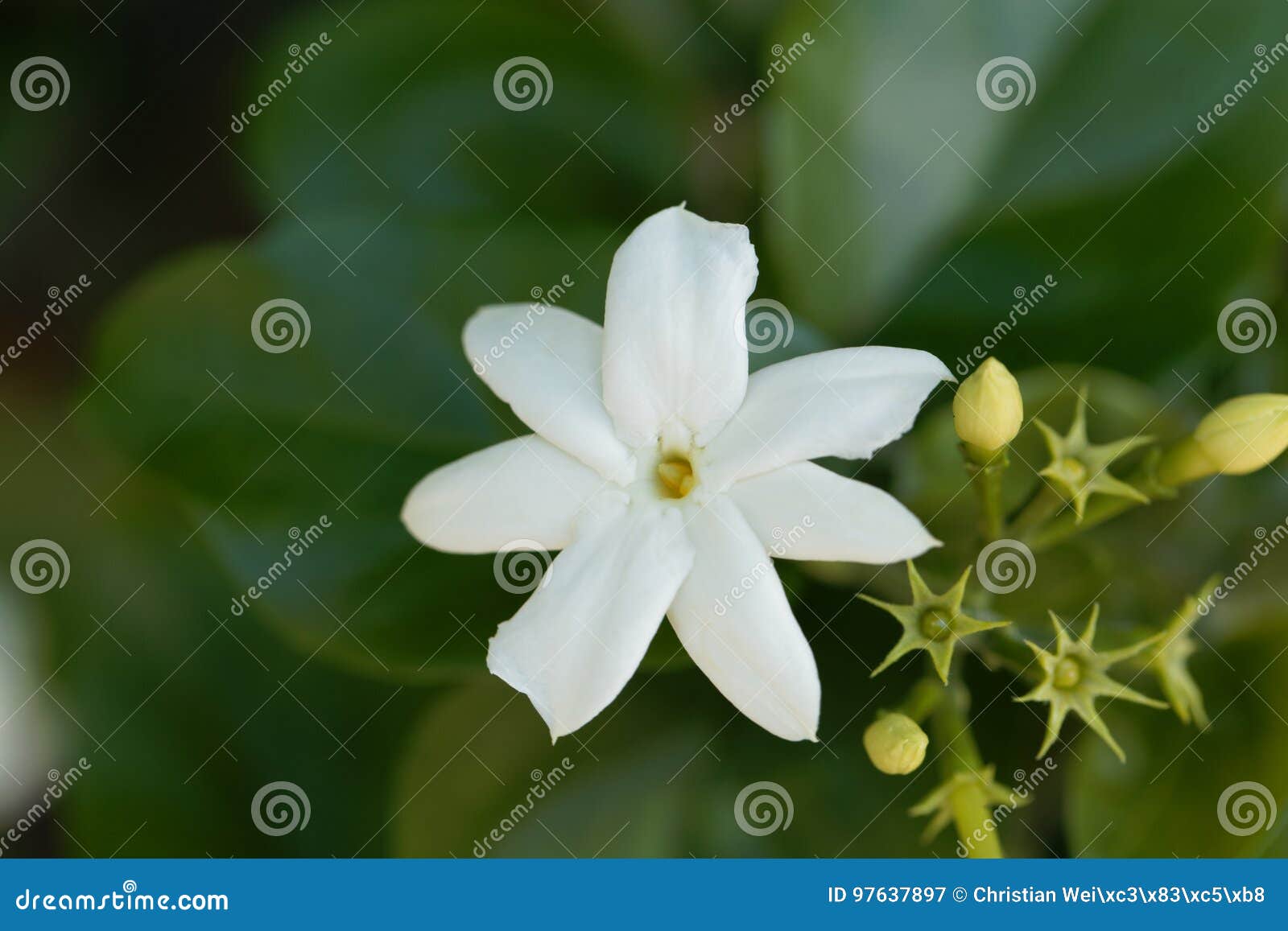 Arabian Jasmine Jasminum Sambac Stock Image - Image of botany, macro ...