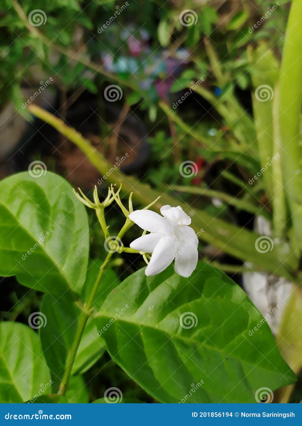 Arabian Jasmine Jasminum Sambac, Uma Flor Intensamente Perfumada ...