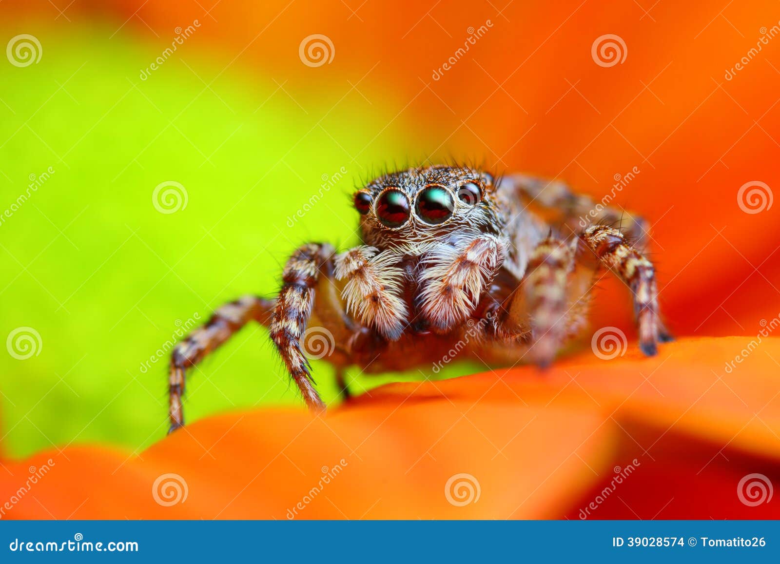 Arabian Jumping Spider Close Up Stock Photo - Image of wild, arabian ...