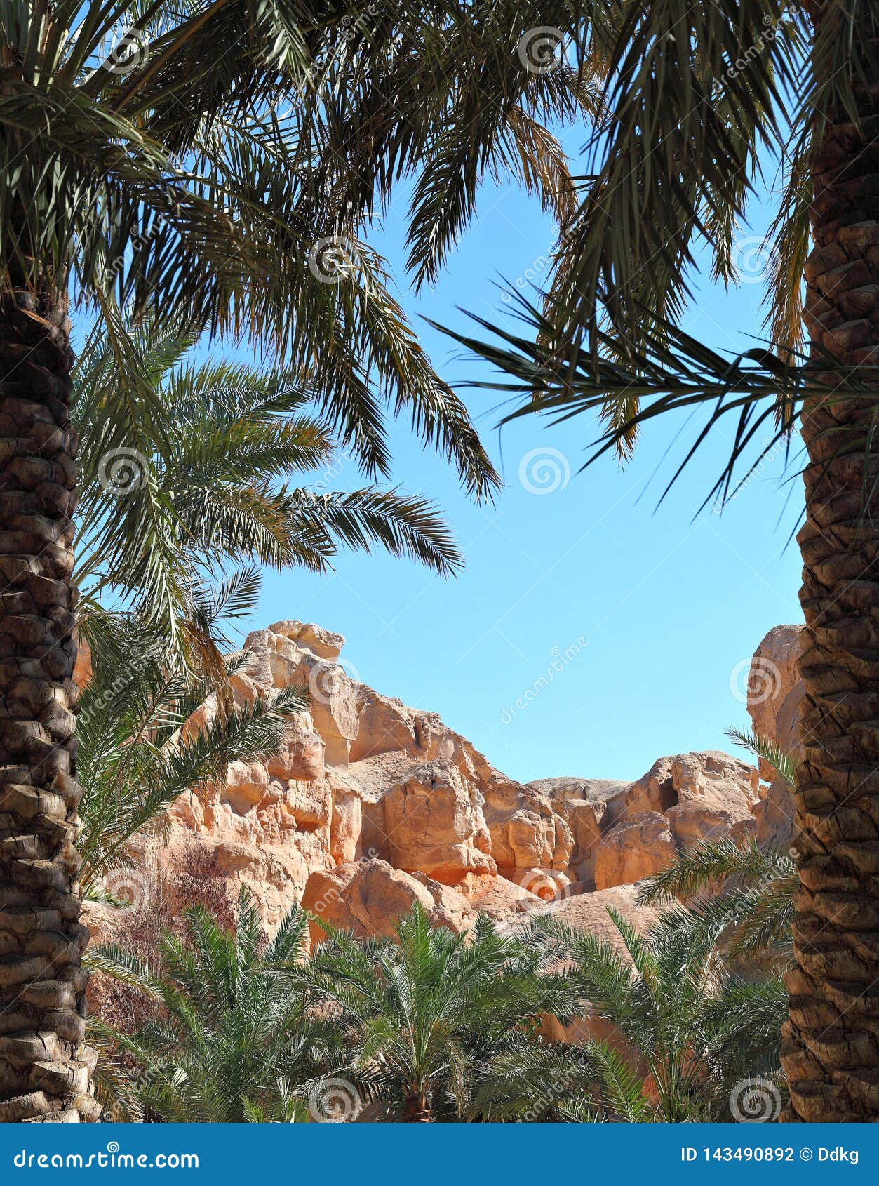 Arabian landscape stock photo. Image of gulf, saudi - 143490892