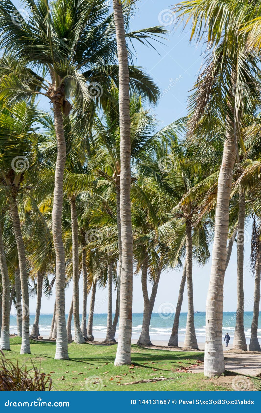 Arabian Man Walking on Sea Shore with Palm Trees Editorial Photography ...