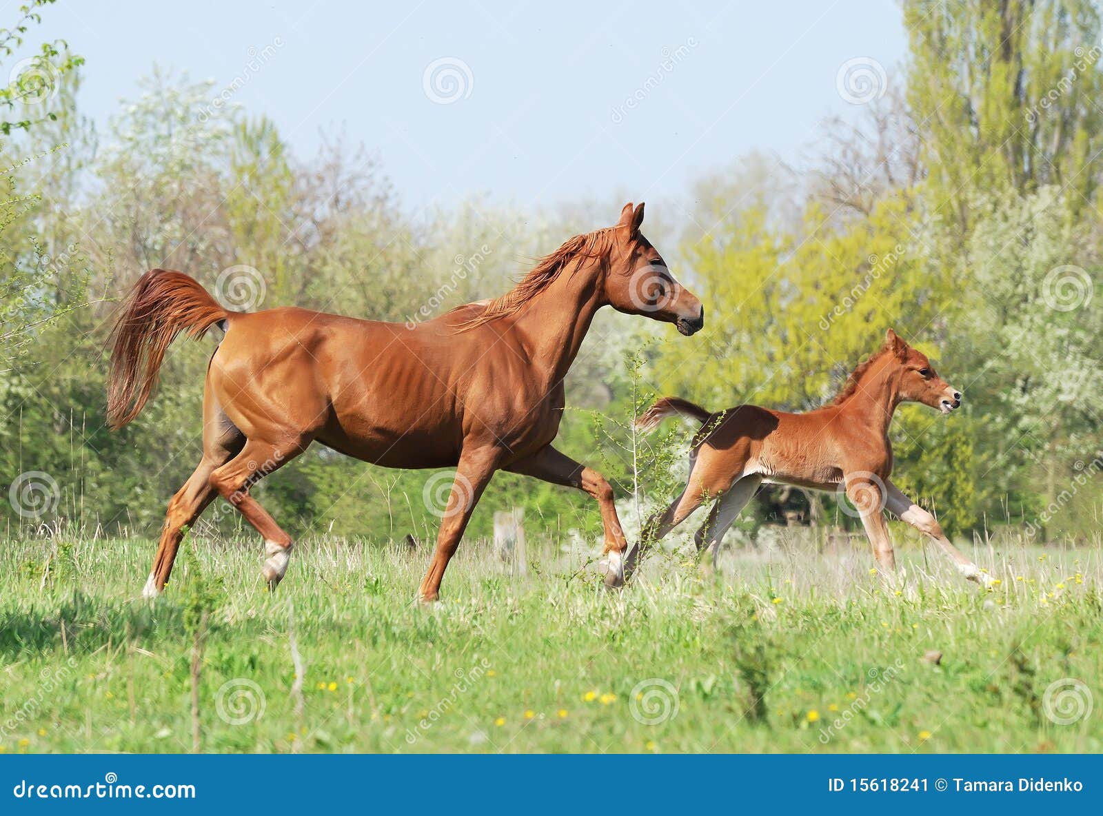 Arabian Mare and Foal Running on Pasture Stock Image - Image of emotion ...