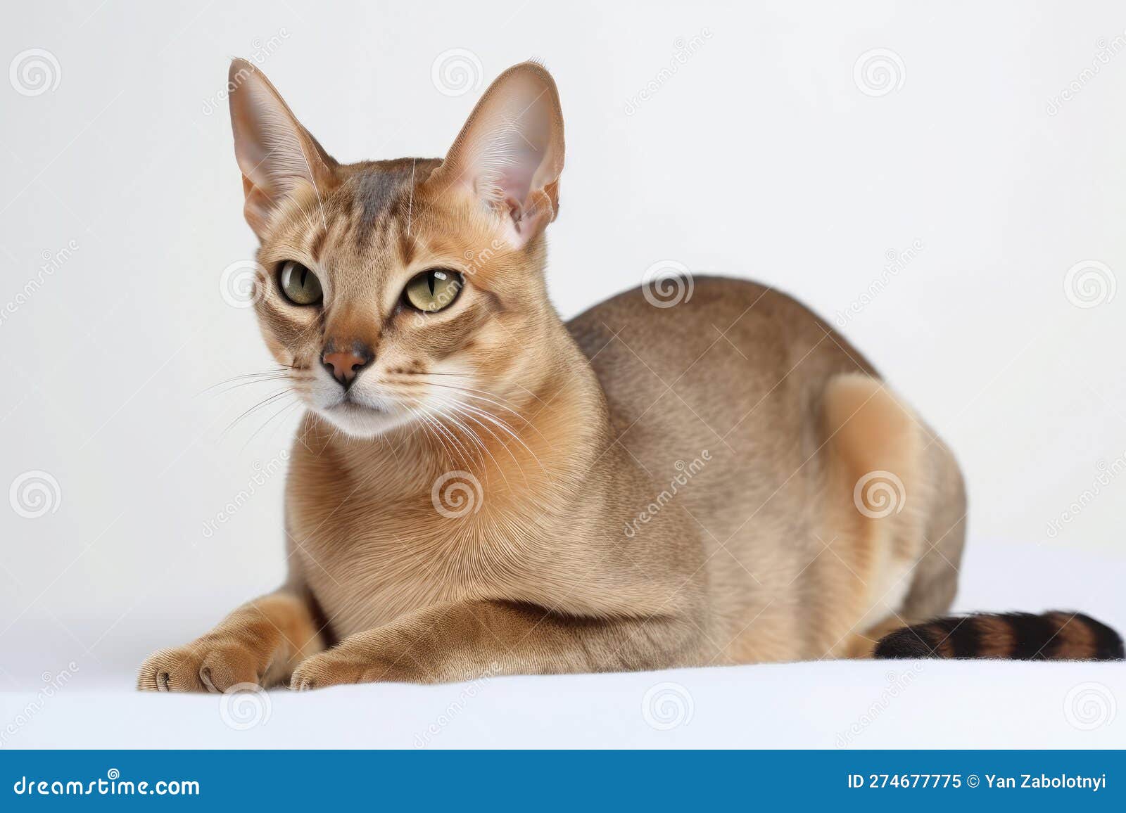 Arabian Mau Cat on White Background. Generative AI Stock Illustration ...