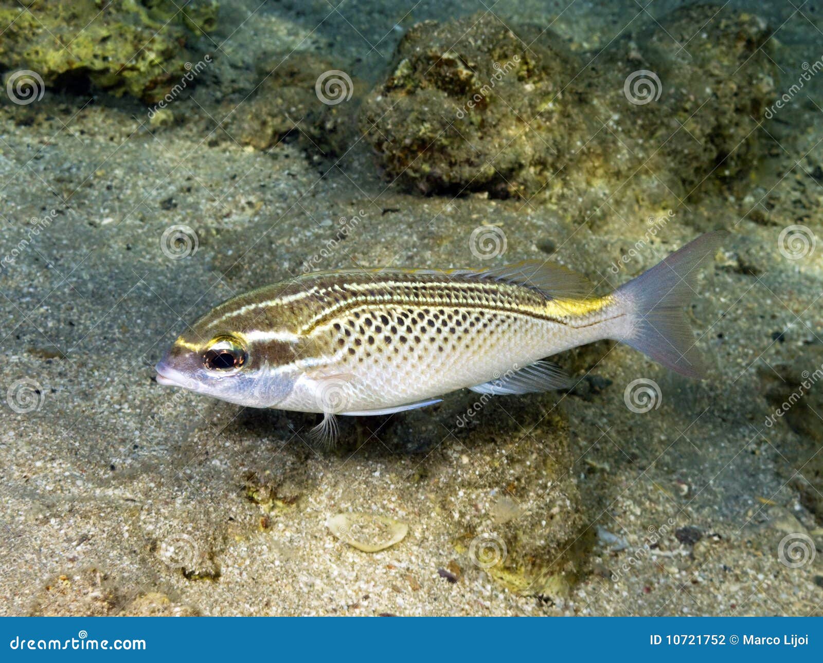 Arabian monocle bream fish stock photo. Image of animal - 10721752