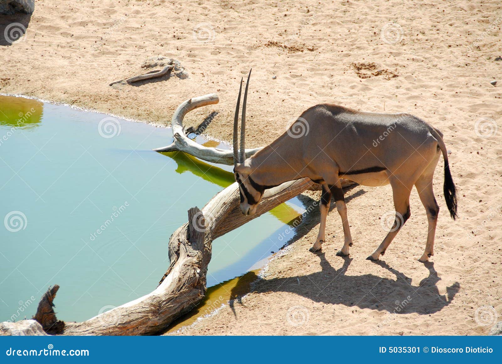 Portrait Onyx Photos - Free & Royalty-Free Stock Photos from Dreamstime