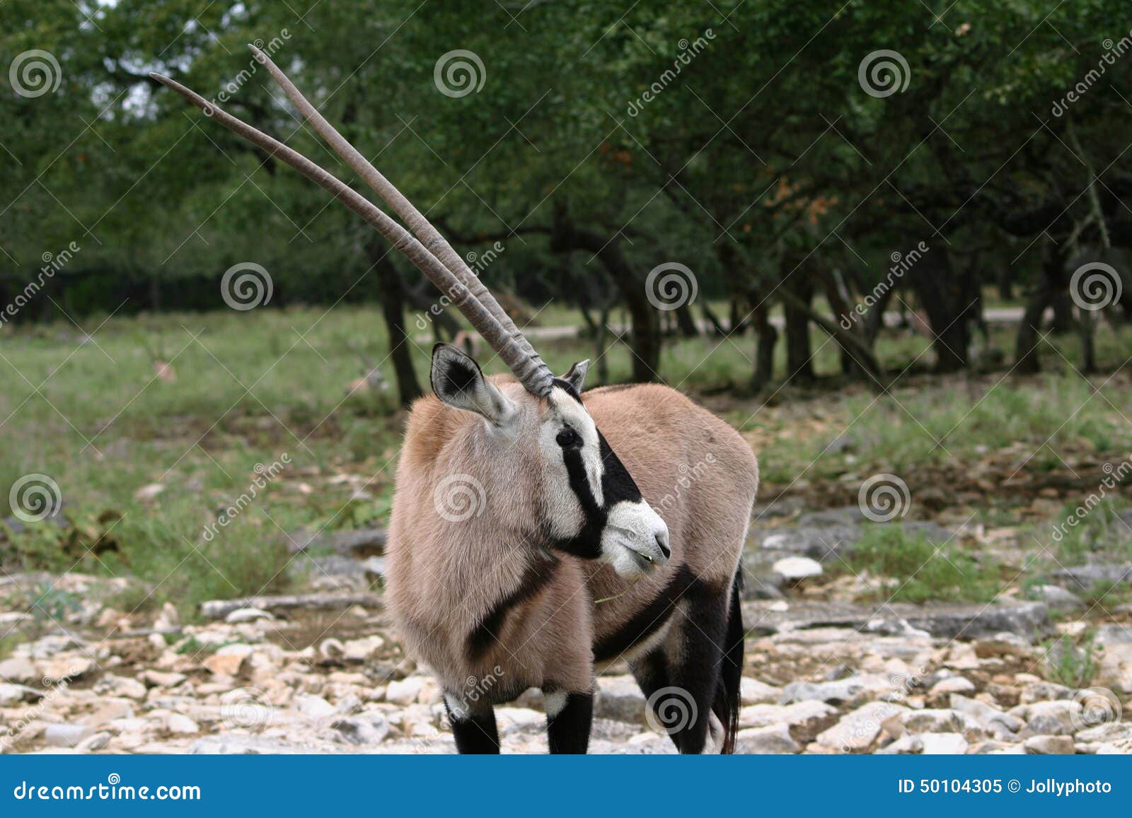 Eared Oryx Stock Photos - Free & Royalty-Free Stock Photos from Dreamstime