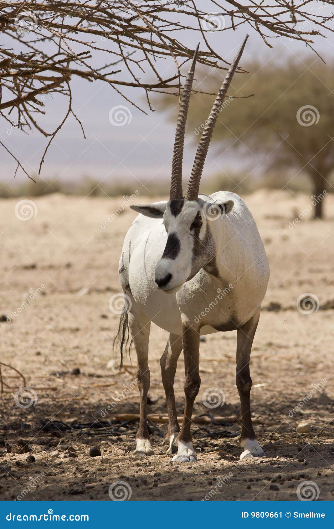 Arabian Oryx Antelope Royalty-Free Stock Photo | CartoonDealer.com #9809661