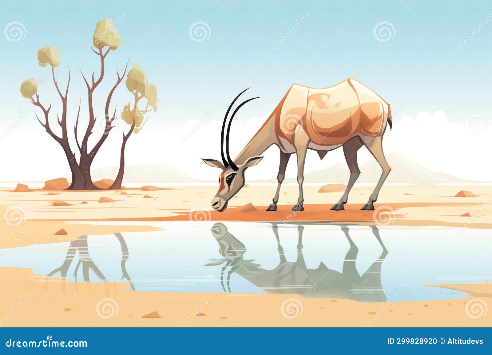 Arabian Oryx Drinking from a Sparse Desert Oasis Stock Photo - Image of ...