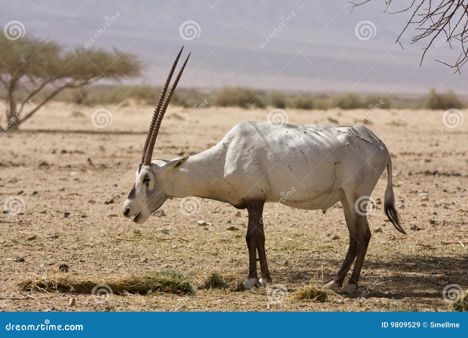 Arabian oryx eating stock image. Image of nature, antelope - 9809529