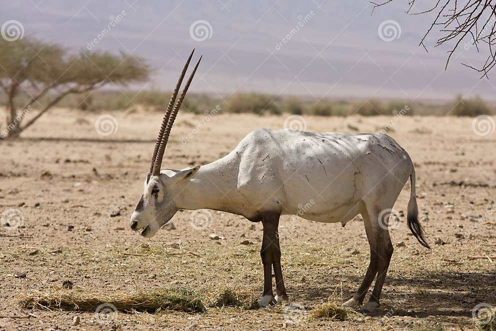 Arabian oryx eating stock image. Image of nature, antelope - 9809529
